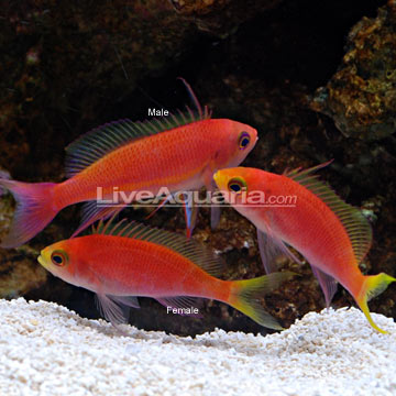 Fish Suggestions for a mixed 90DT | Reef2Reef