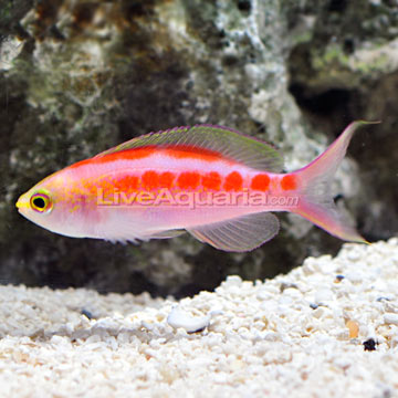 Anthias Anthias Anthias | Reef2Reef