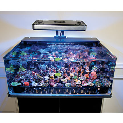 LiveAquaria Approved Aquatic Supplies: JBJ 20-Gallon Rimless Frag Tank