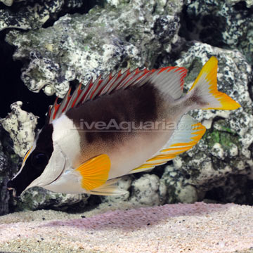 Furka's wishlist - Page 13 - The ZT2 Round Table