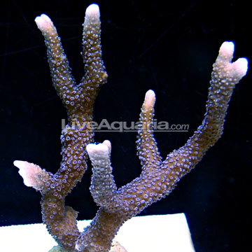 [Help] ORA German Blue Digitata frag browning : r/ReefTank