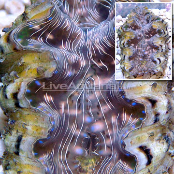 Hippopus - Alchetron, The Free Social Encyclopedia