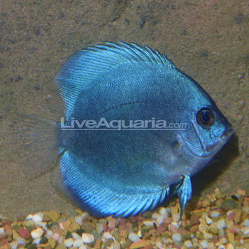 Blue Diamond Discus Tropical Aquarium Fish