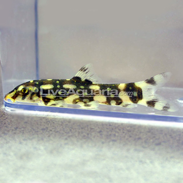 Tropical Fish for Freshwater Aquariums: Angelicus Botia Loach