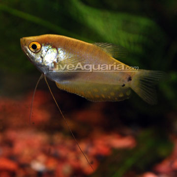 Gold Gourami