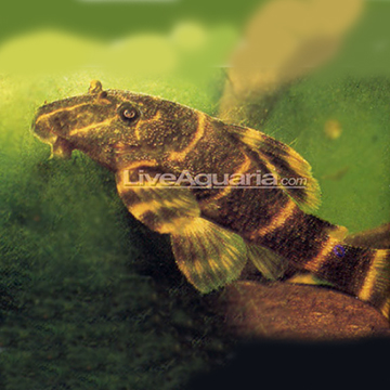 pleco id please... | AquariaCentral.com