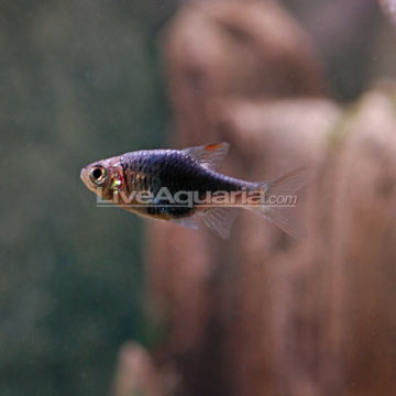 Black Harlequin Rasbora