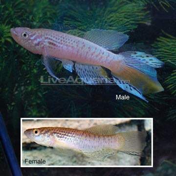 Tropical Fish for Freshwater Aquariums: Blue Gularis Killifish