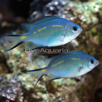 Anyone seen Vanderbilt chromis in the local stores? - Reef Central ...
