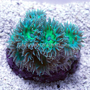 Duncanopsammia - Alchetron, The Free Social Encyclopedia