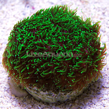 [ID] These two corals they've grown a bit since I got them : r/ReefTank