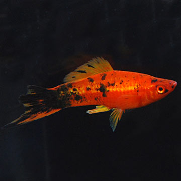Tropical Fish for Freshwater Aquariums: Painted Swordtail Livebearer