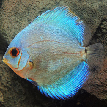 Blue Diamond Discus Tropical Aquarium Fish