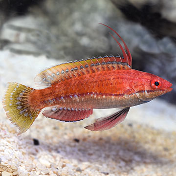 Saltwater Aquarium Fish for Marine Aquariums: Ruby Longfin Fairy Wrasse ...