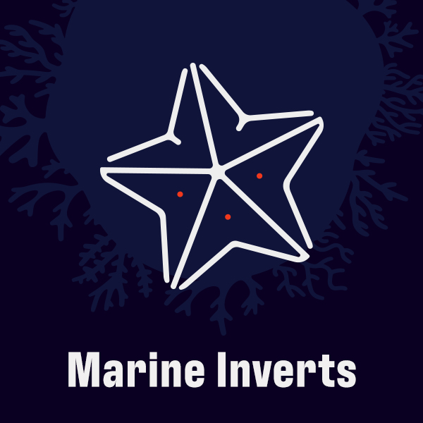 Black Friday Deals start now! Save up to 50% on select LiveAquaria® aquatic life