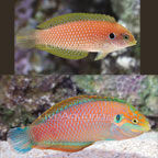 Rare Fish: Rare Saltwater Fish and Marine Fish and Coral at the ...
