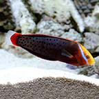 Saltwater Aquarium Fish for Marine Aquariums: Chiseltooth Wrasse