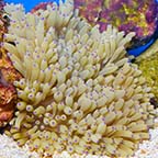 Sea Anemone Species: Sea Anemones, Bulb and Carpet Anemones