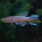 Killifish for Sale: Lyretail, Clown Killifish and other Killies