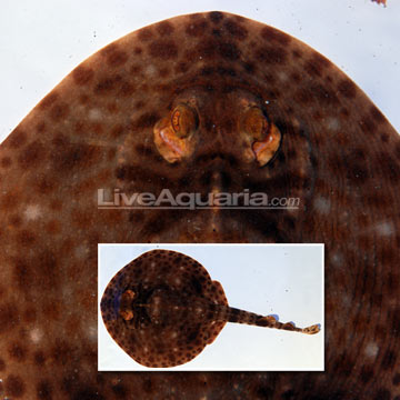 Striped Panray? (Zanobatus schoenleinii) | MonsterFishKeepers.com