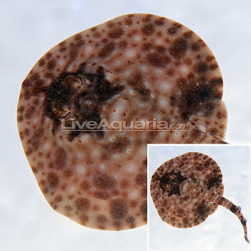 Striped Panray? (Zanobatus schoenleinii) | MonsterFishKeepers.com