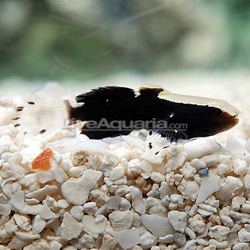 All white and black fish!!!! | Reef2Reef