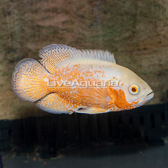 LiveAquaria | Quality Aquarium Fish, Supplies & Equipment