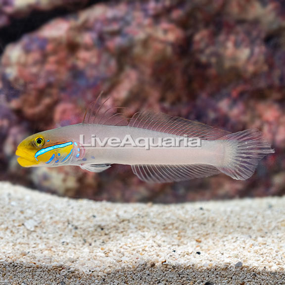 For three days only, enjoy massive savings on saltwater and freshwater ...