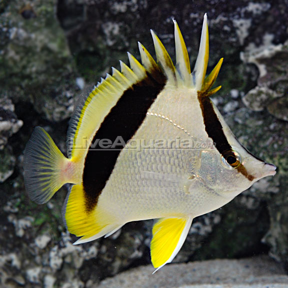 Reef safe butterfly fish | Reef Sanctuary