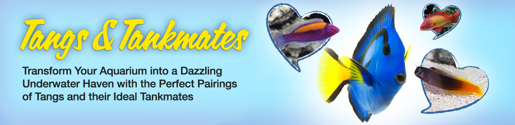 Dive into our Tangs & Tankmates and discover the perfect aquatic ...