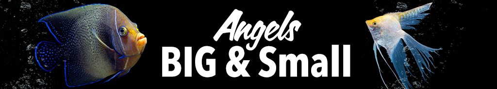 LiveAquaria® has a large selection of saltwater and freshwater Angelfish