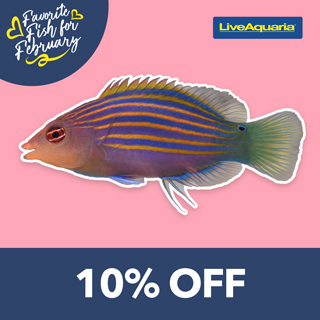 Favorite Fish for February