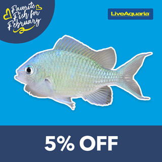 Favorite Fish for February