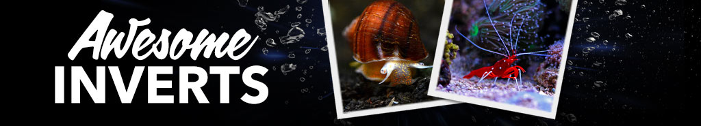 Explore the Enchanting World of Invertebrates at LiveAquaria®