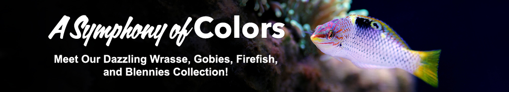 Save on select saltwater divas during the LiveAquaria® Saltwater ...