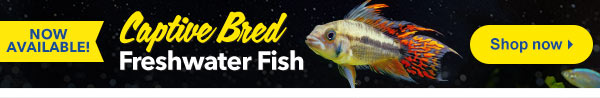 Live Fish: Buy Live Fish Online with the Arrive Alive, Stay Alive ...