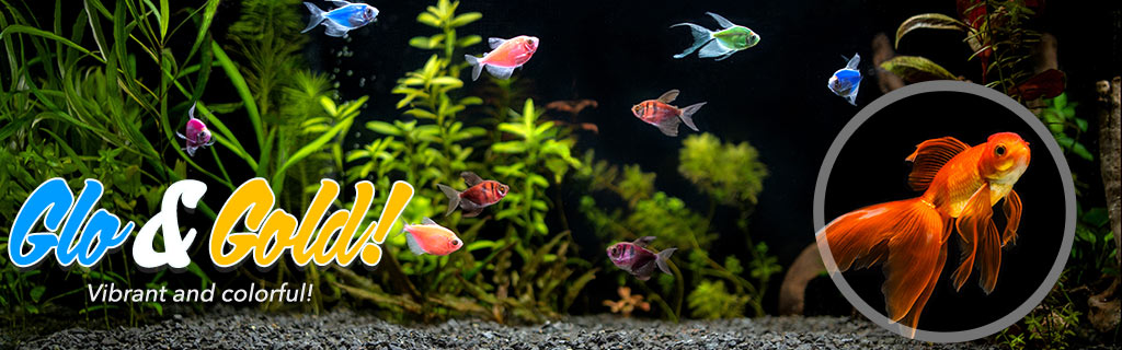 LiveAquaria® has a wide variety of GloFish® and Fancy Goldfish
