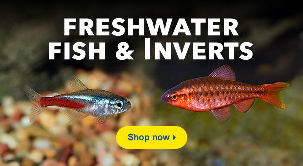 Shop LiveAquaria for all your Freshwater needs