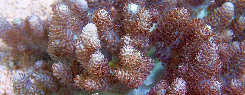 New Reef Aquarium Stocking Guide: Popular Corals for Beginners