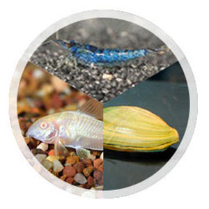 Spring Cleaning Sale Happening Now at LiveAquaria