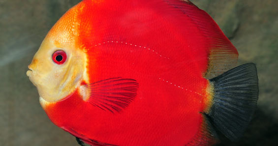 LiveAquaria Diver's Den® Quarantine Procedure for Freshwater