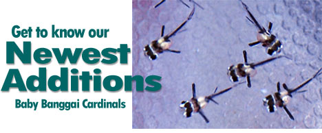 Get to Know our Newest Additions - Baby Banggai Cardinalfish!
