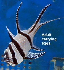 Get to Know our Newest Additions - Baby Banggai Cardinalfish!
