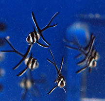 Get to Know our Newest Additions - Baby Banggai Cardinalfish!
