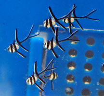Get to Know our Newest Additions - Baby Banggai Cardinalfish!