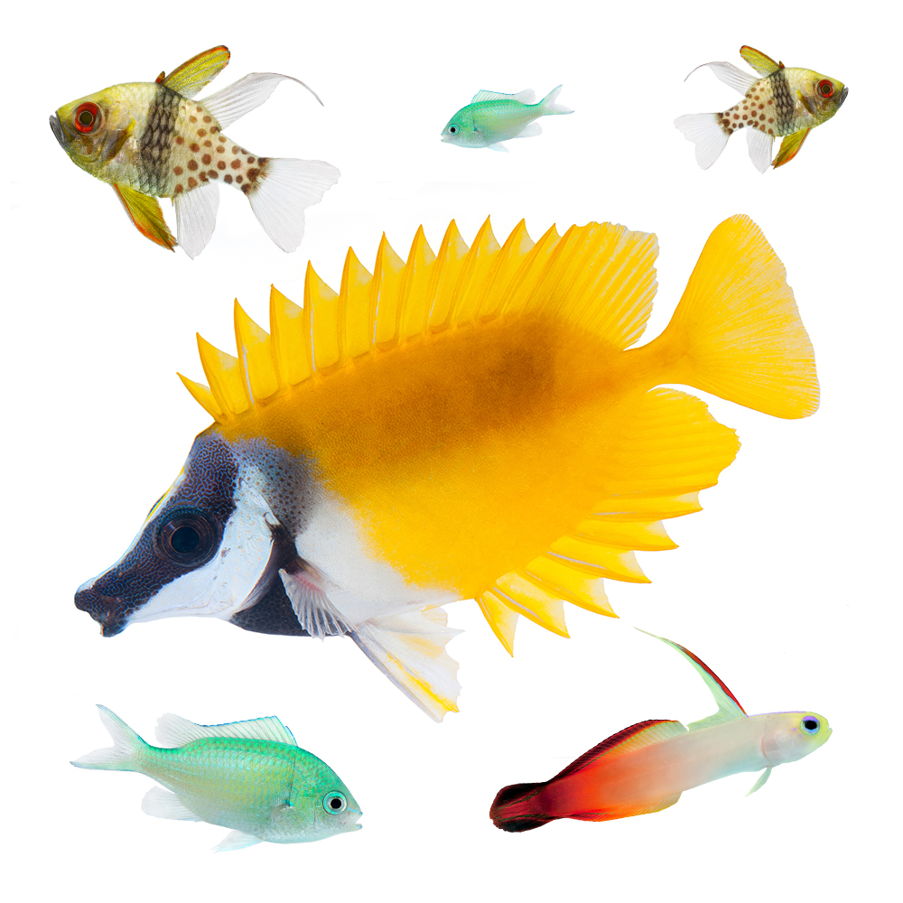 New Year New Tank 2024