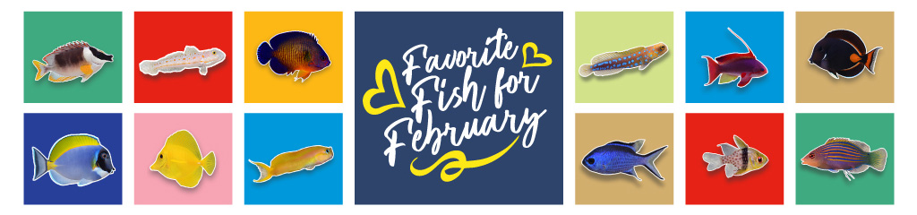 Favorite Fish for February