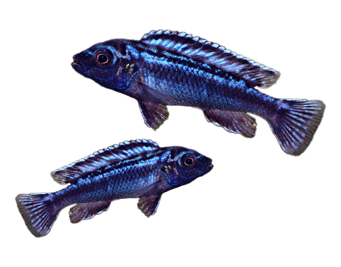 Cichlids on Sale + NEW Varieties