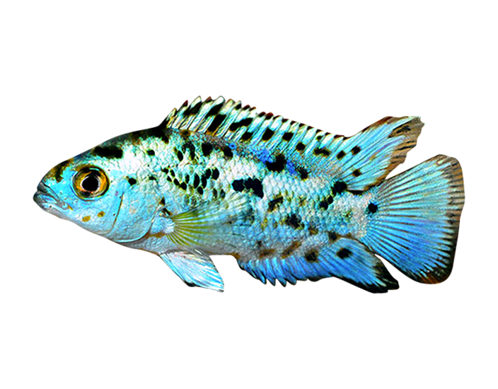 Cichlids on Sale + NEW Varieties