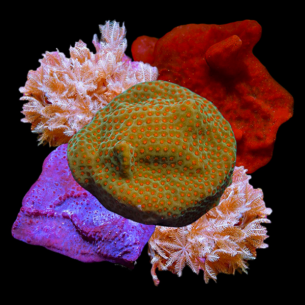 For three days, customers can save big during our Super Savings event.